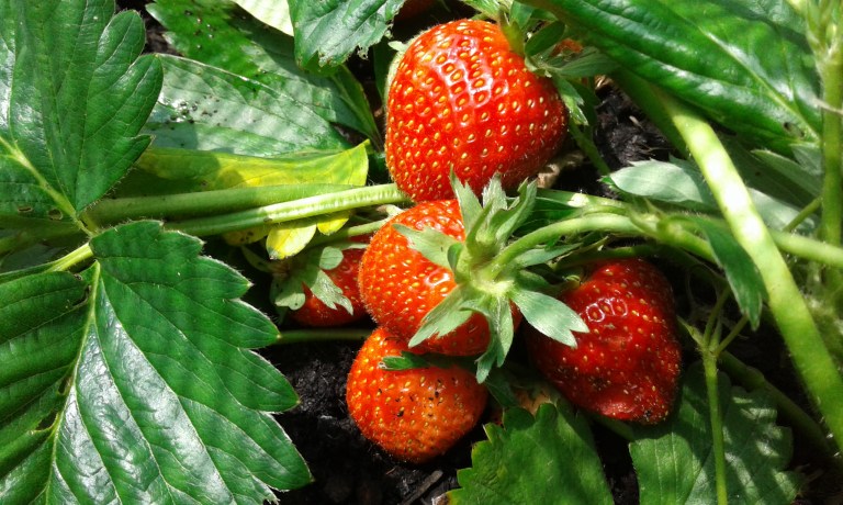 Strawberry Fields Forever – thehomeplaceweb