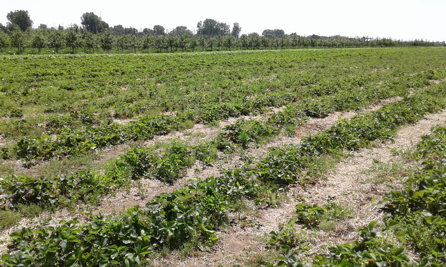 Strawberry Fields Forever – thehomeplaceweb
