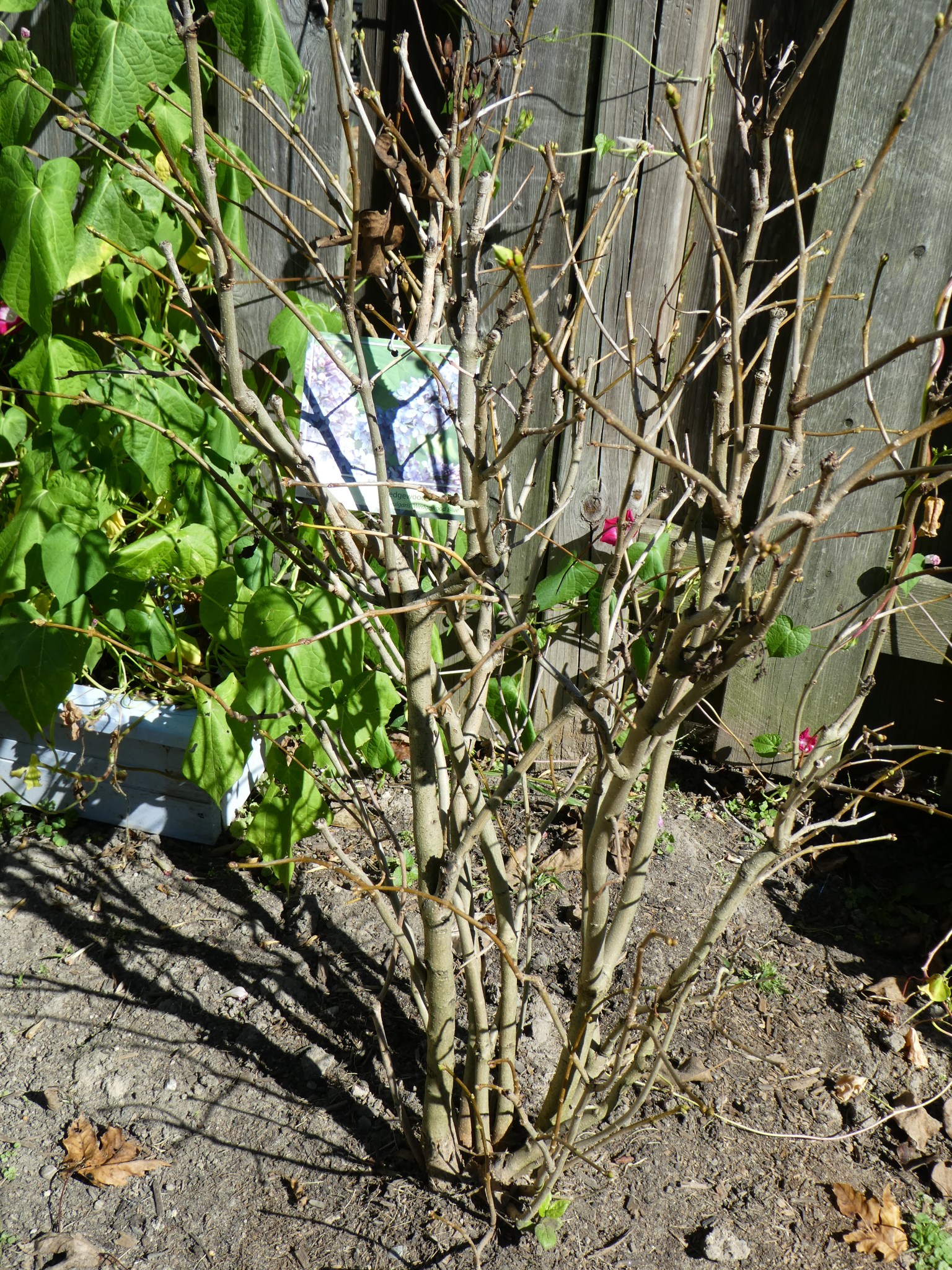 #May Flowers 2026 – Wordless Wednesday – thehomeplaceweb