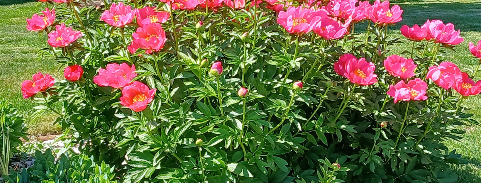 #May Flowers 2026 – Wordless Wednesday – thehomeplaceweb